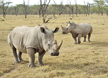 Информационни технологии